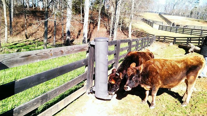 Eco friendly Gravity Fed Animal Feeders that attach to any Tree or Post ...
