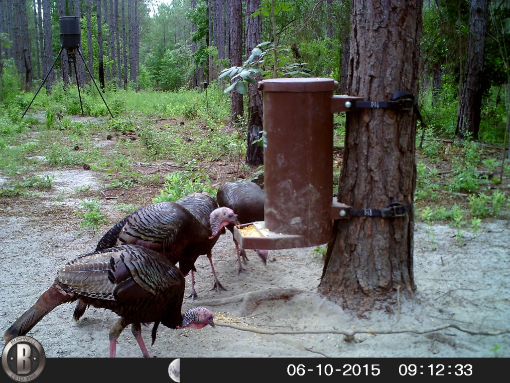 Turkey feeders | LOU GRAVITY FEEDERS