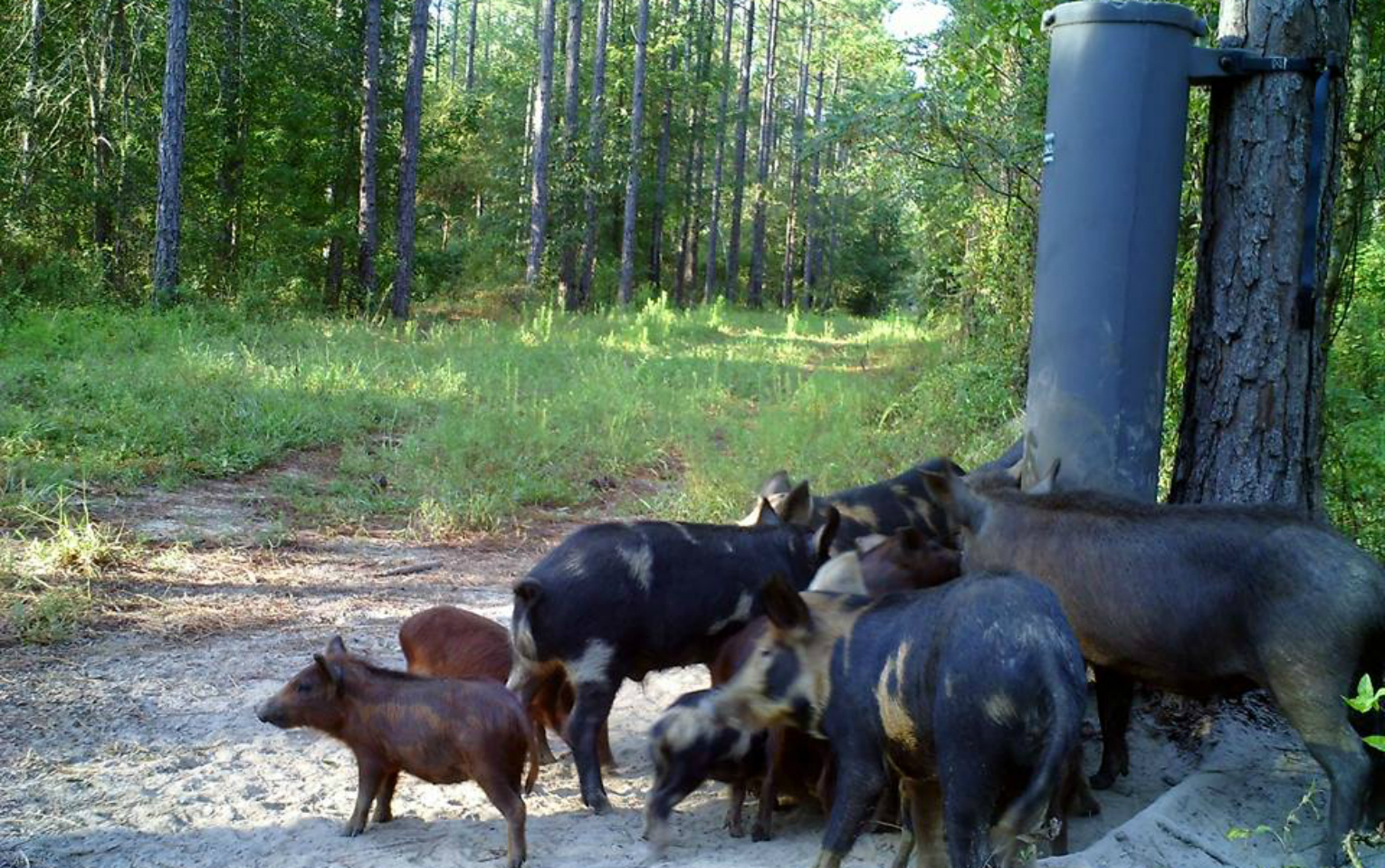 Gravity Post Feeders | LOU GRAVITY FEEDERS